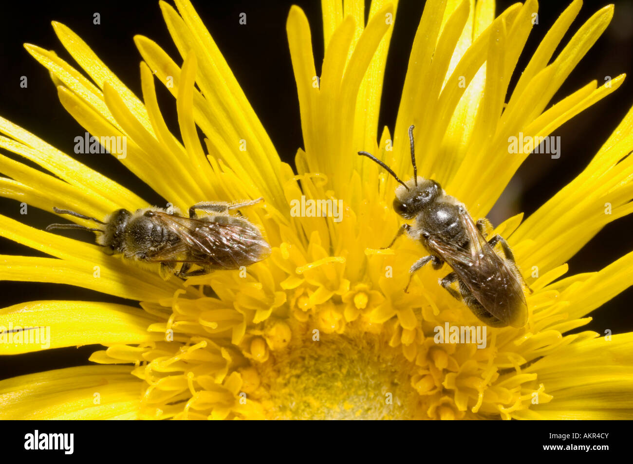 Native Australian bees asleep on daisy Stock Photo - Alamy