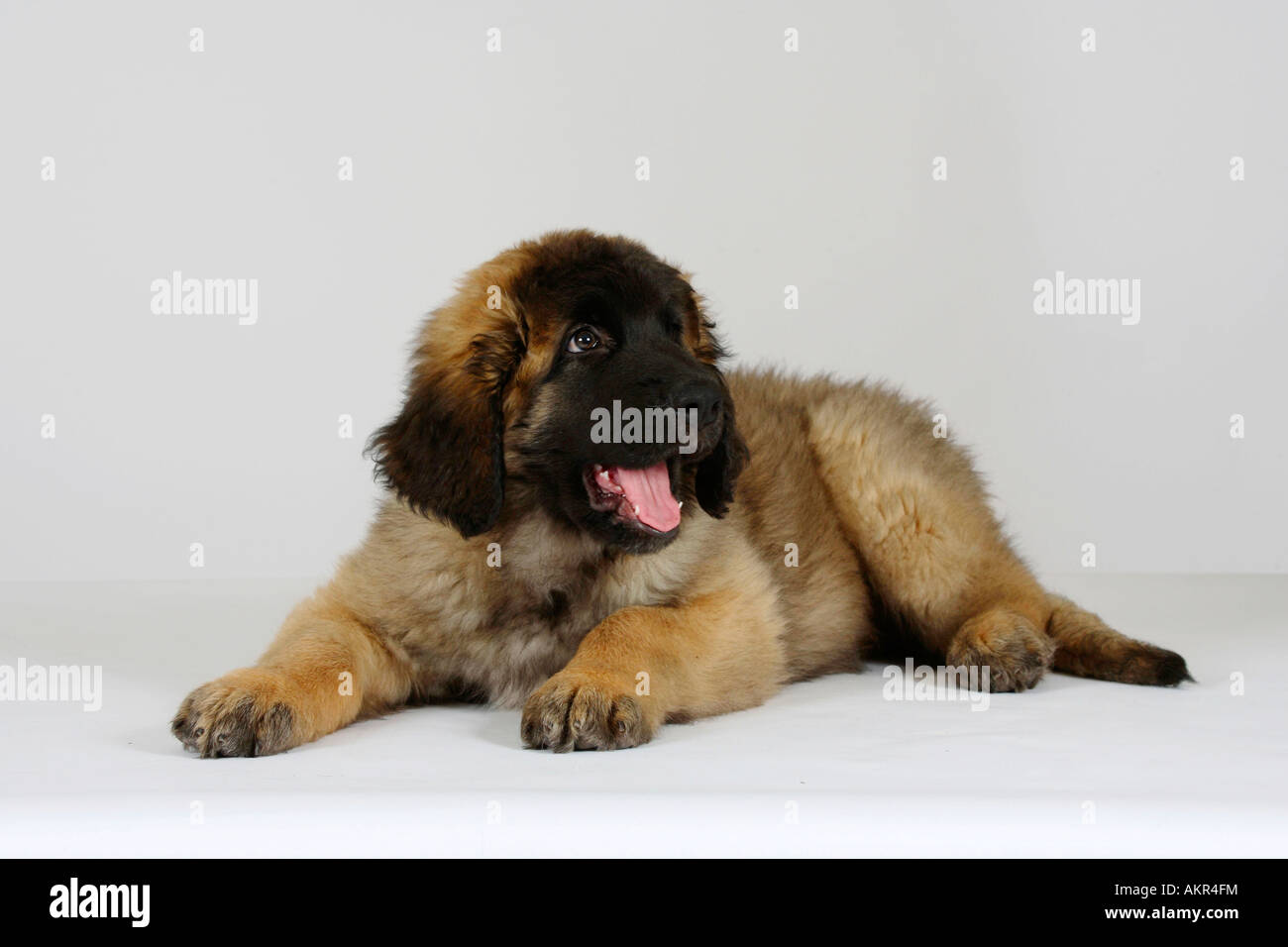 Young leonberger hi-res stock photography and images - Alamy