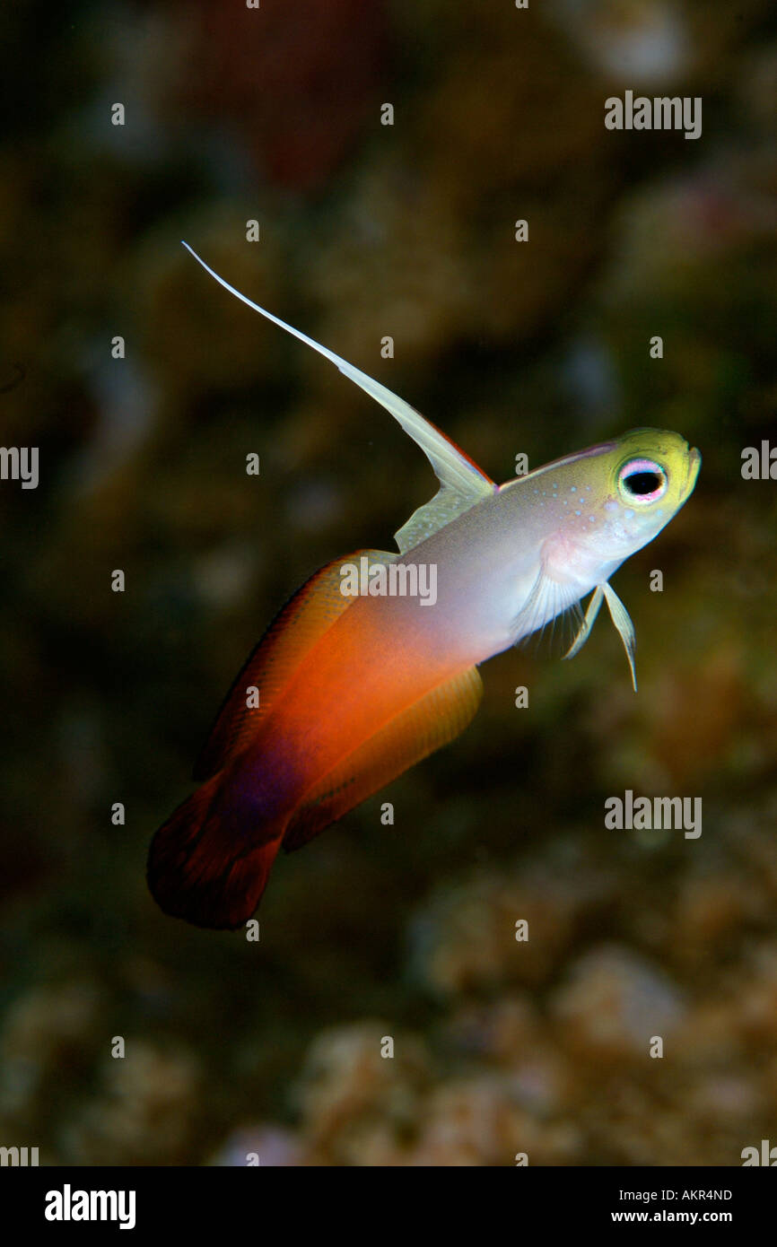 Red fire goby Nemateleotris magnifica at Maratua Island Boneo Stock ...