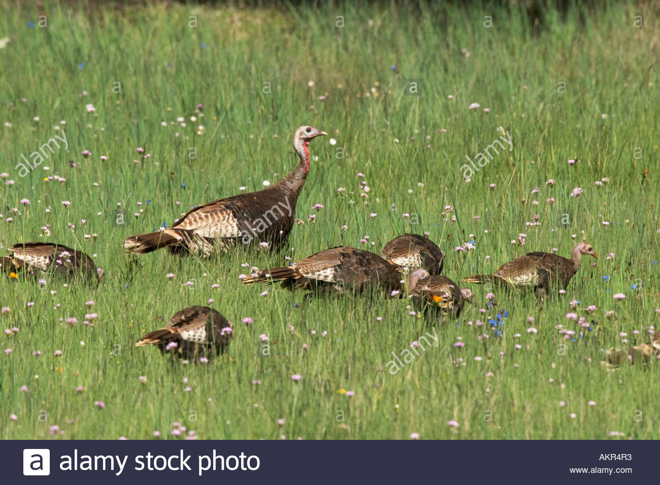 Turkey Poults High Resolution Stock Photography and Images - Alamy