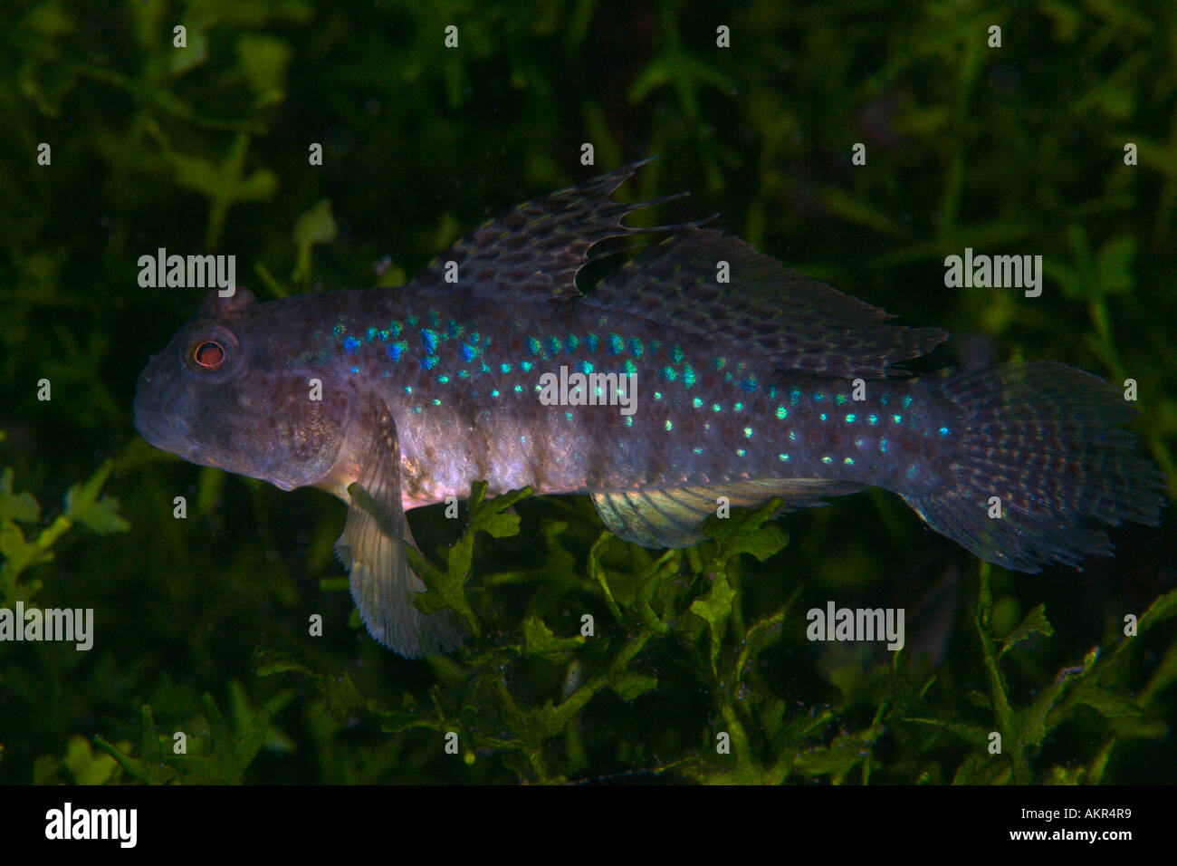 Brackish water goby at Lake Kakaban in Borneo Stock Photo - Alamy