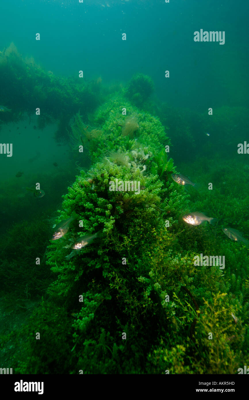 Kakaban hi-res stock photography and images - Alamy