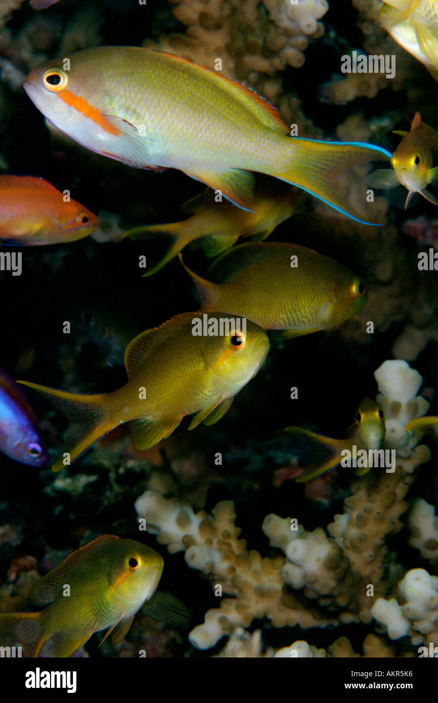 Yellow Lined Anthis Pseudanthias luzonensis in Maratua Borneo Stock ...