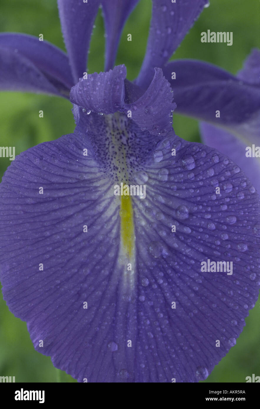 Iris latifolia. AGM English iris. Xiphioides iris Stock Photo - Alamy