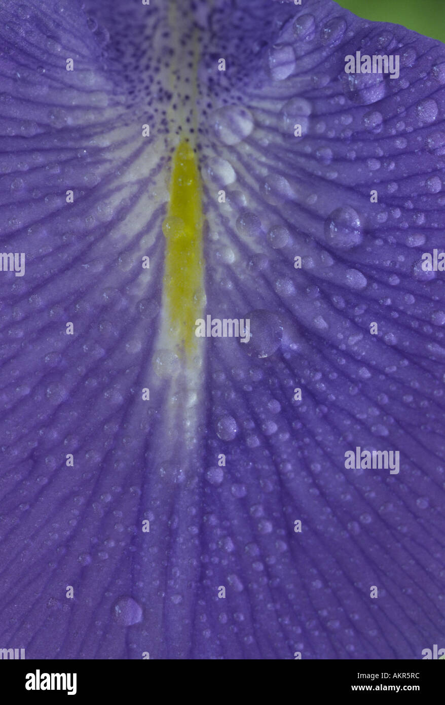 Iris latifolia. AGM English iris. Xiphioides iris Stock Photo - Alamy