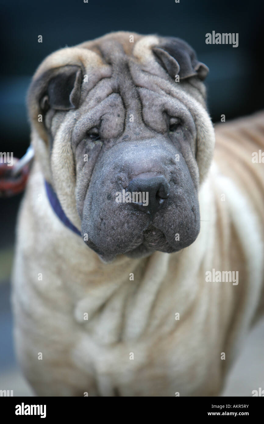 Chinese fighting dog hi-res stock photography and images - Alamy
