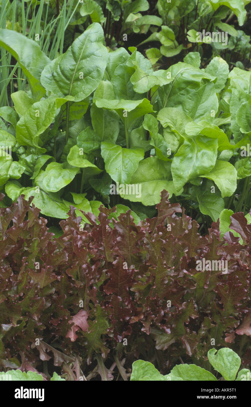 Lactuca sativa 'Mascara' Loose leaf lettuce and Beta vulgaris 'Chioggia ...