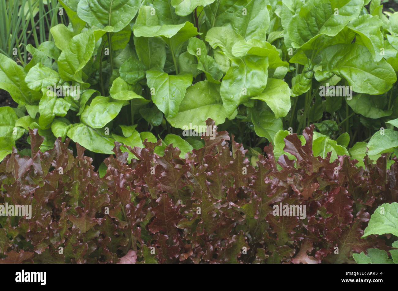 Lactuca sativa 'Mascara' Loose leaf lettuce and Beta vulgaris 'Chioggia ...