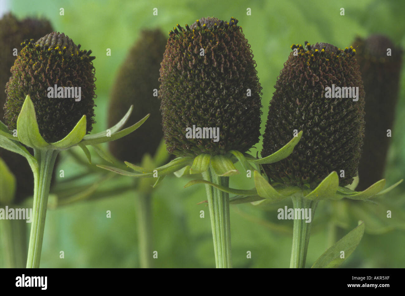 Rudbeckia occidentalis 'Green Wizard'. Coneflower Stock Photo - Alamy