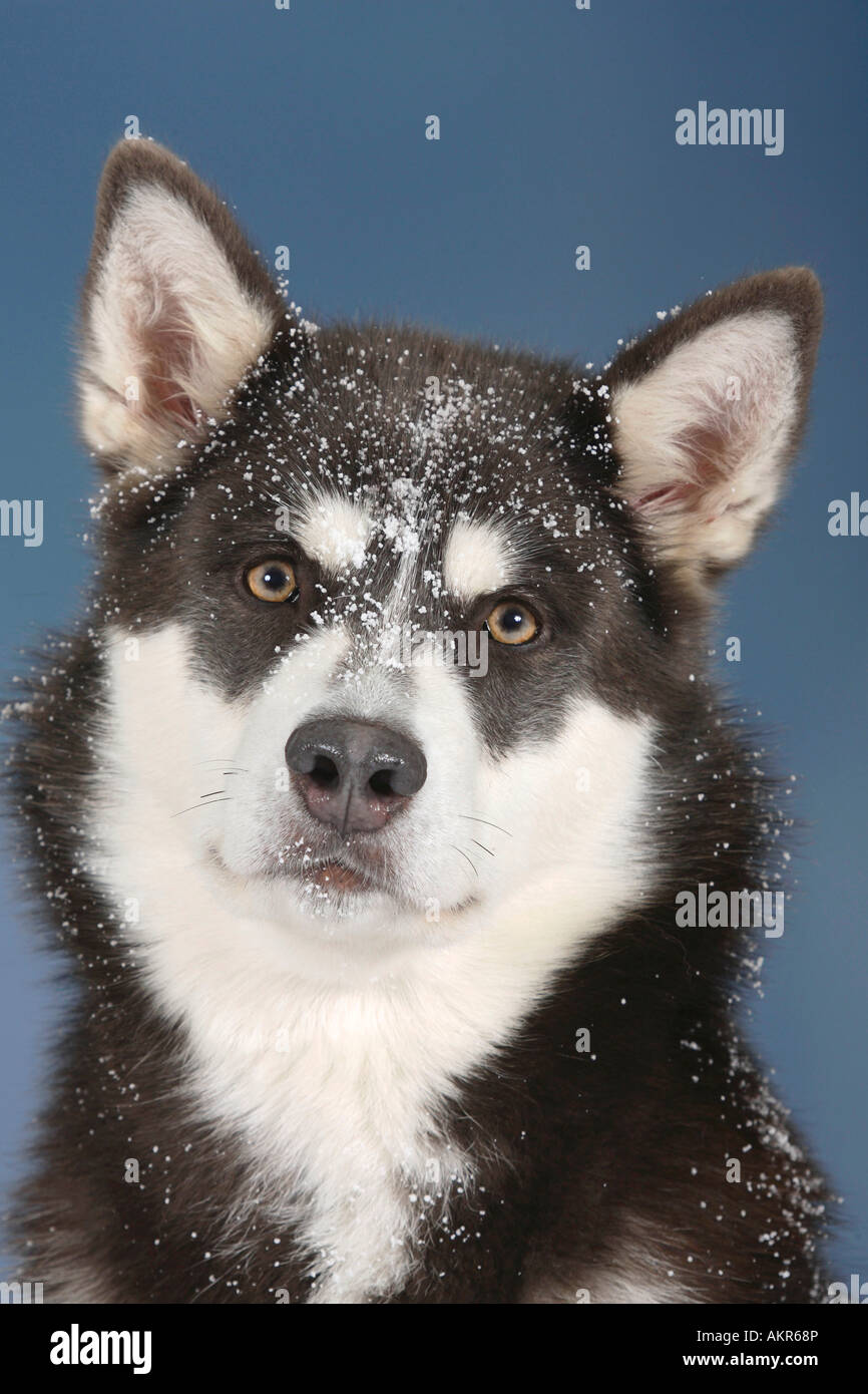 Alaskan Malamute blue Stock Photo - Alamy
