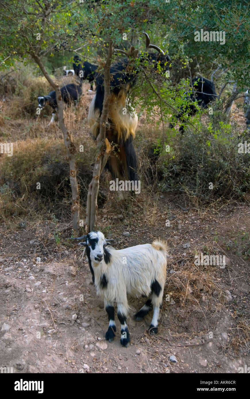 Goats in field Stock Photo - Alamy
