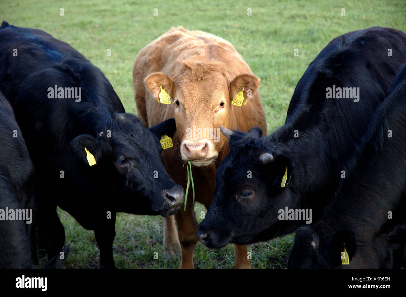Three cows together hi-res stock photography and images - Alamy