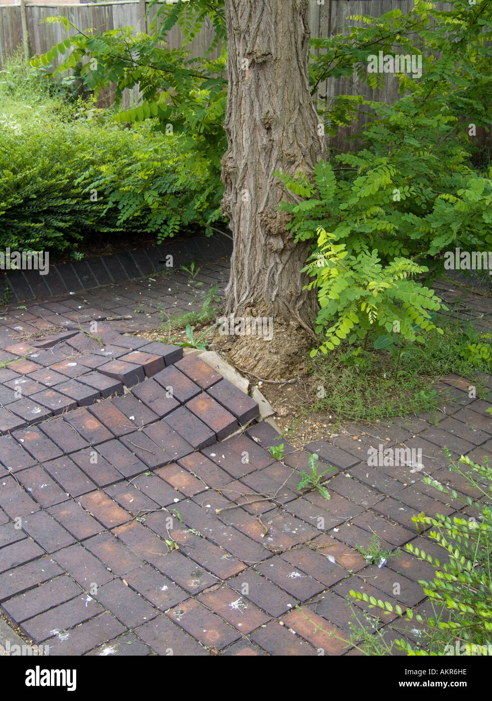 Tree roots breaking up paving laid around them as they grow Stock Photo ...