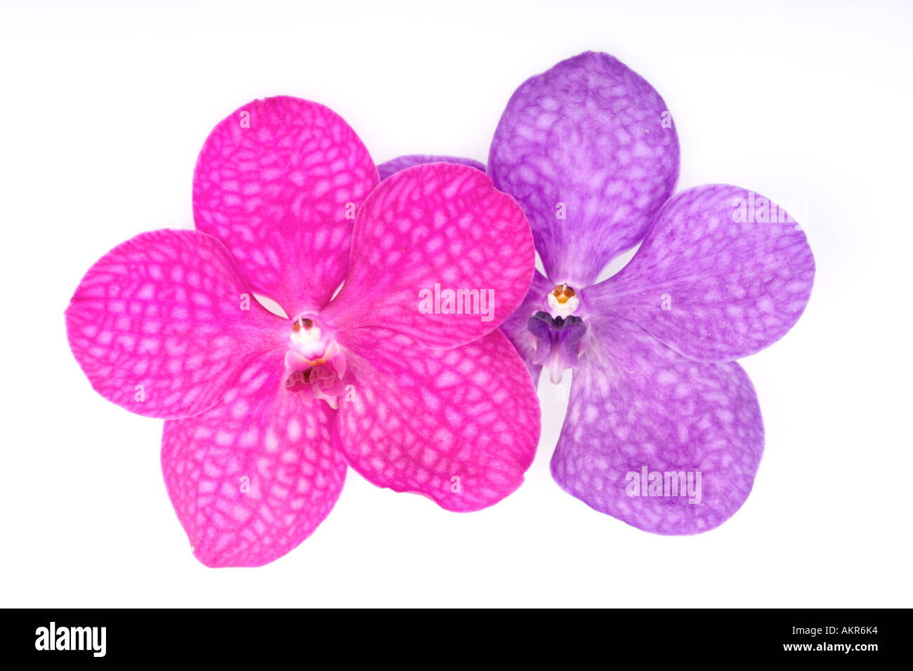 Vanda flowers Cut Out Stock Images & Pictures - Alamy