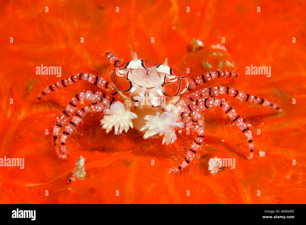 Boxer Crab High Resolution Stock Photography and Images - Alamy