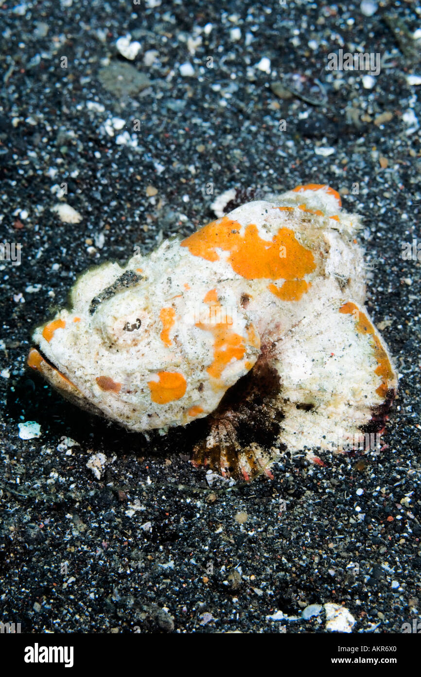 Macrochir hi-res stock photography and images - Alamy