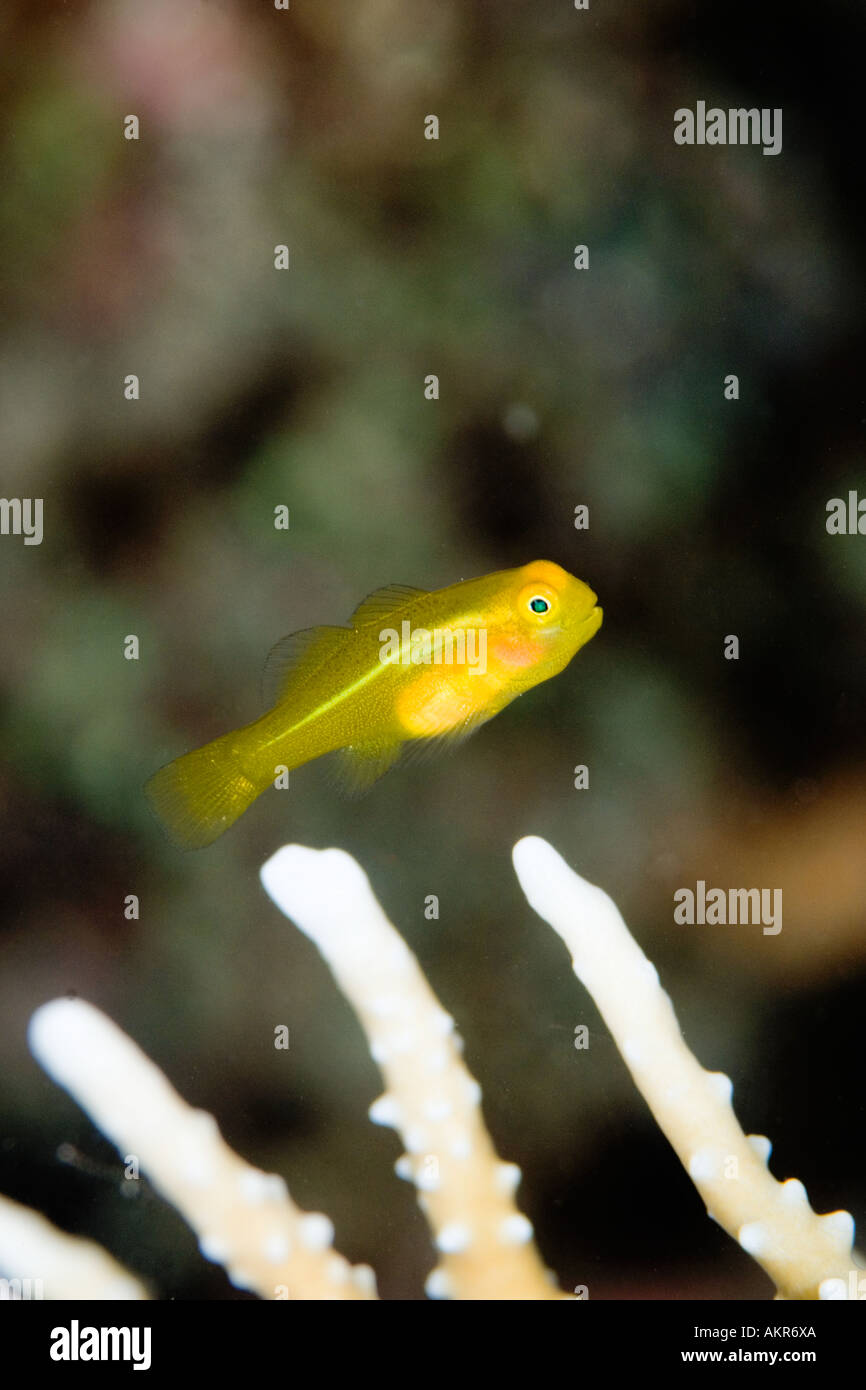Picture yellow coral goby hi-res stock photography and images - Alamy