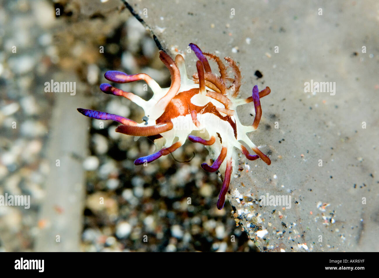 Okenia nudibranch hi-res stock photography and images - Alamy