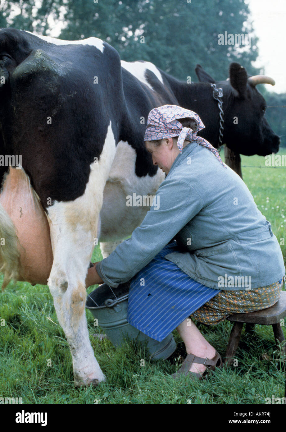 Germany, North Rhine-Westphalia, Muensterland, agriculture, stock ...