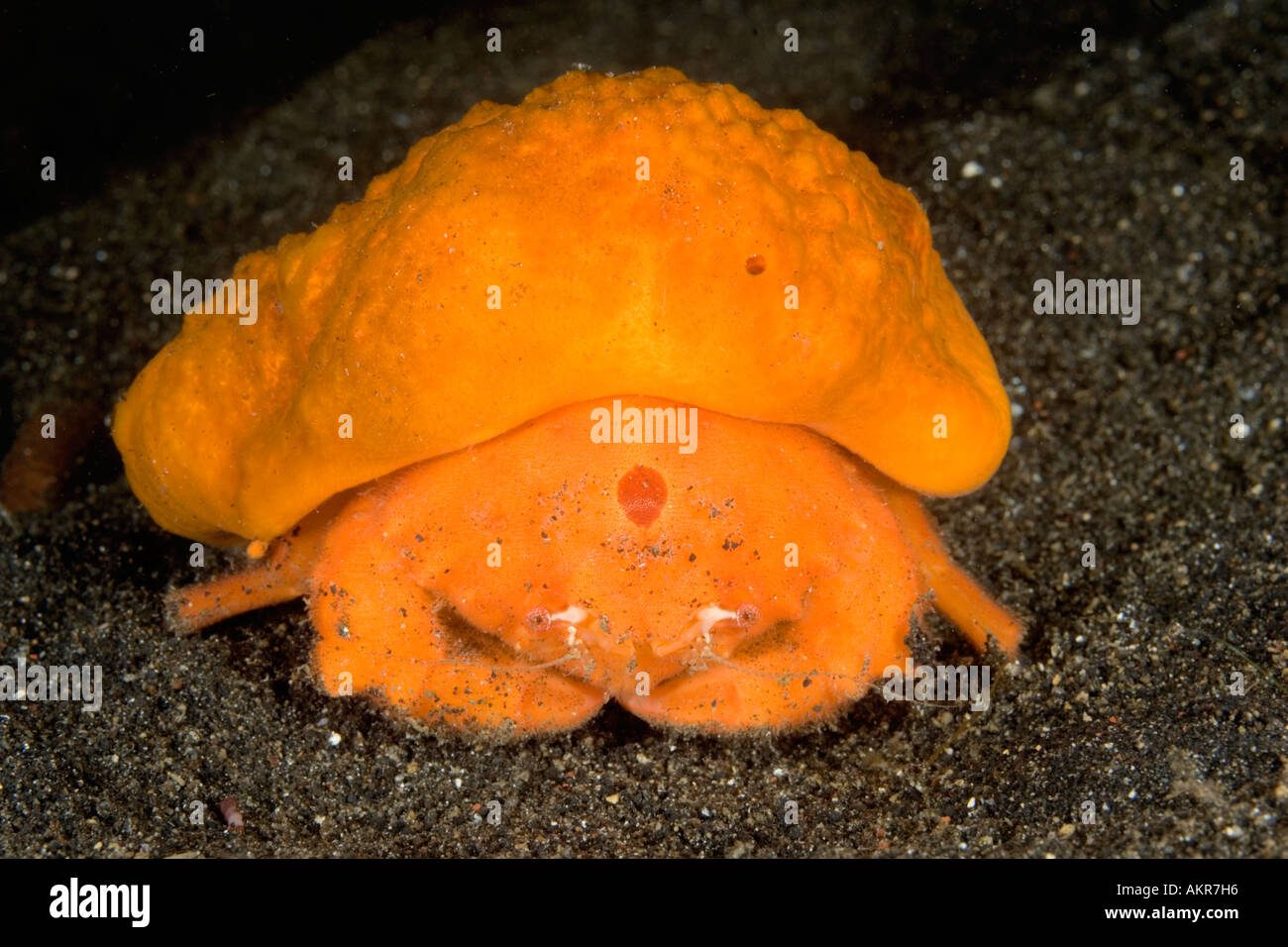 Sponge crab Dromia personata in Lembeh Suluwesi Indonesia Stock Photo ...