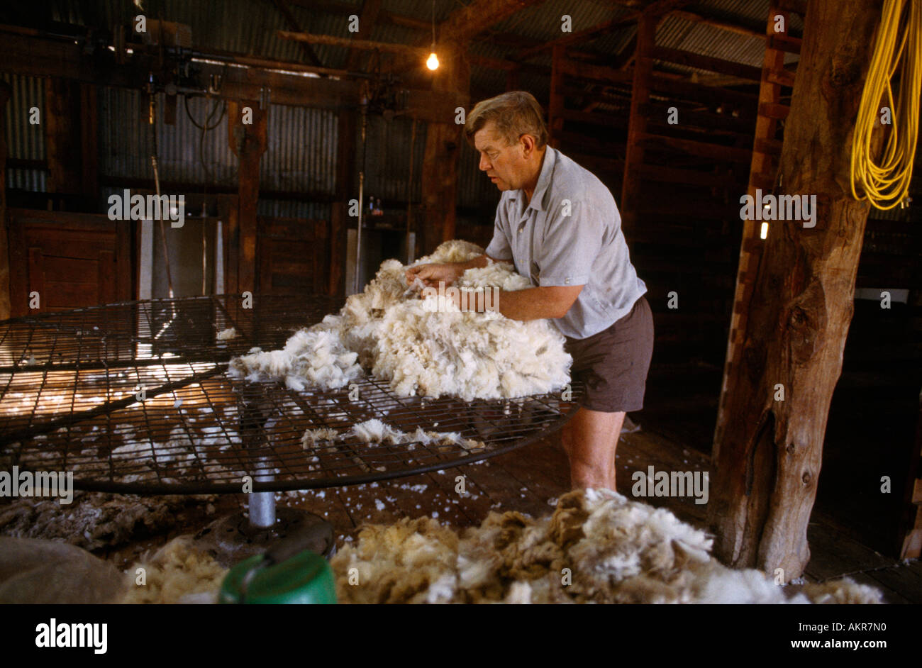 New South Wales Australia Murga Sheep Station Sorting Fleece Stock ...