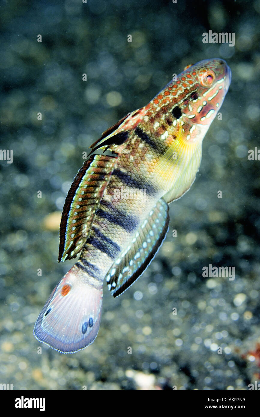 Banded Goby Amblygobius phalaena at Lembeh Straits Indonesia Stock ...