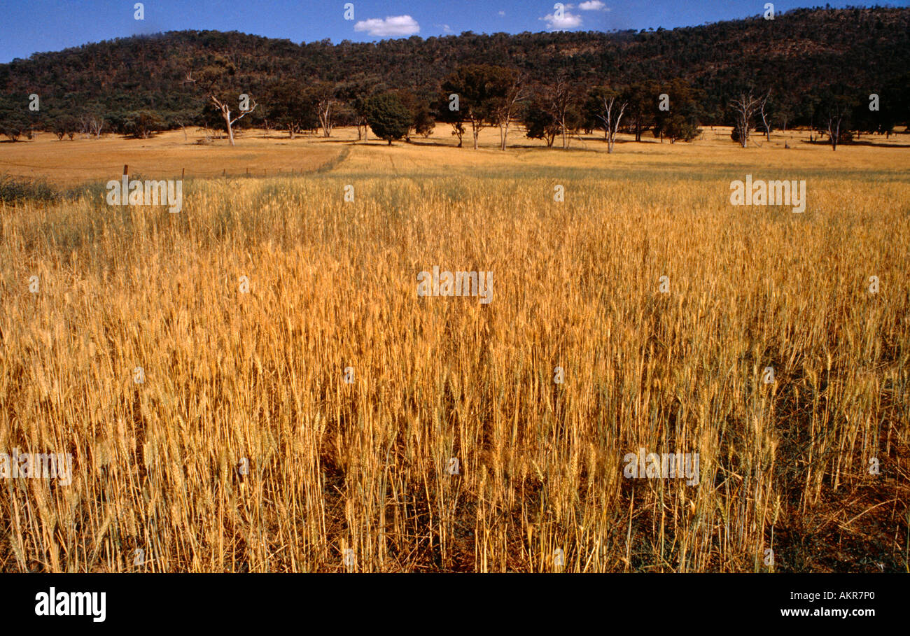 Wheat and australia hi-res stock photography and images - Alamy