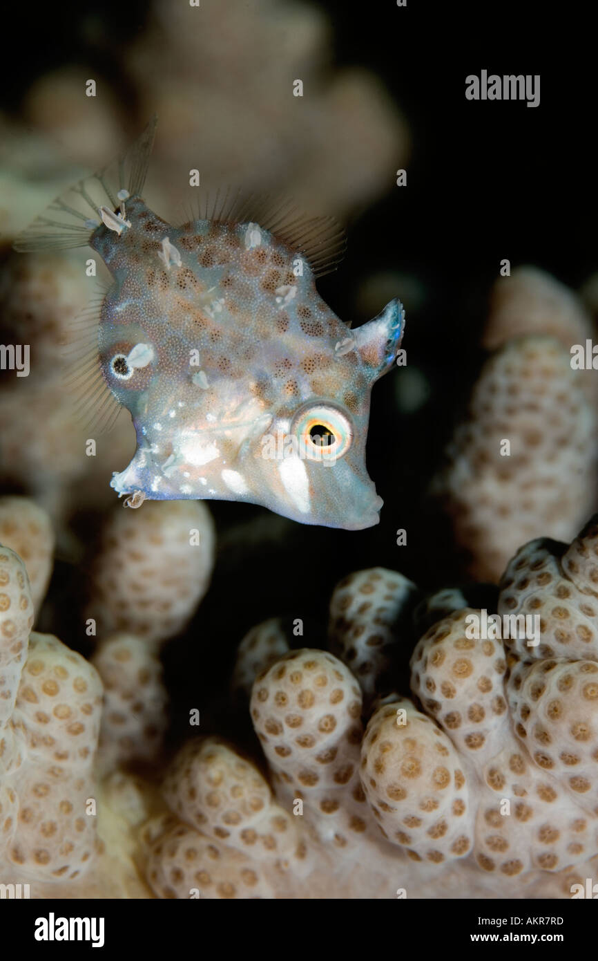 Minute creatures hi-res stock photography and images - Alamy