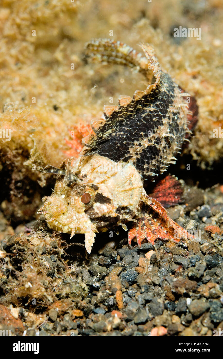 Juvenile scorpionfish fish at Lembeh Straits Indonesia Stock Photo - Alamy