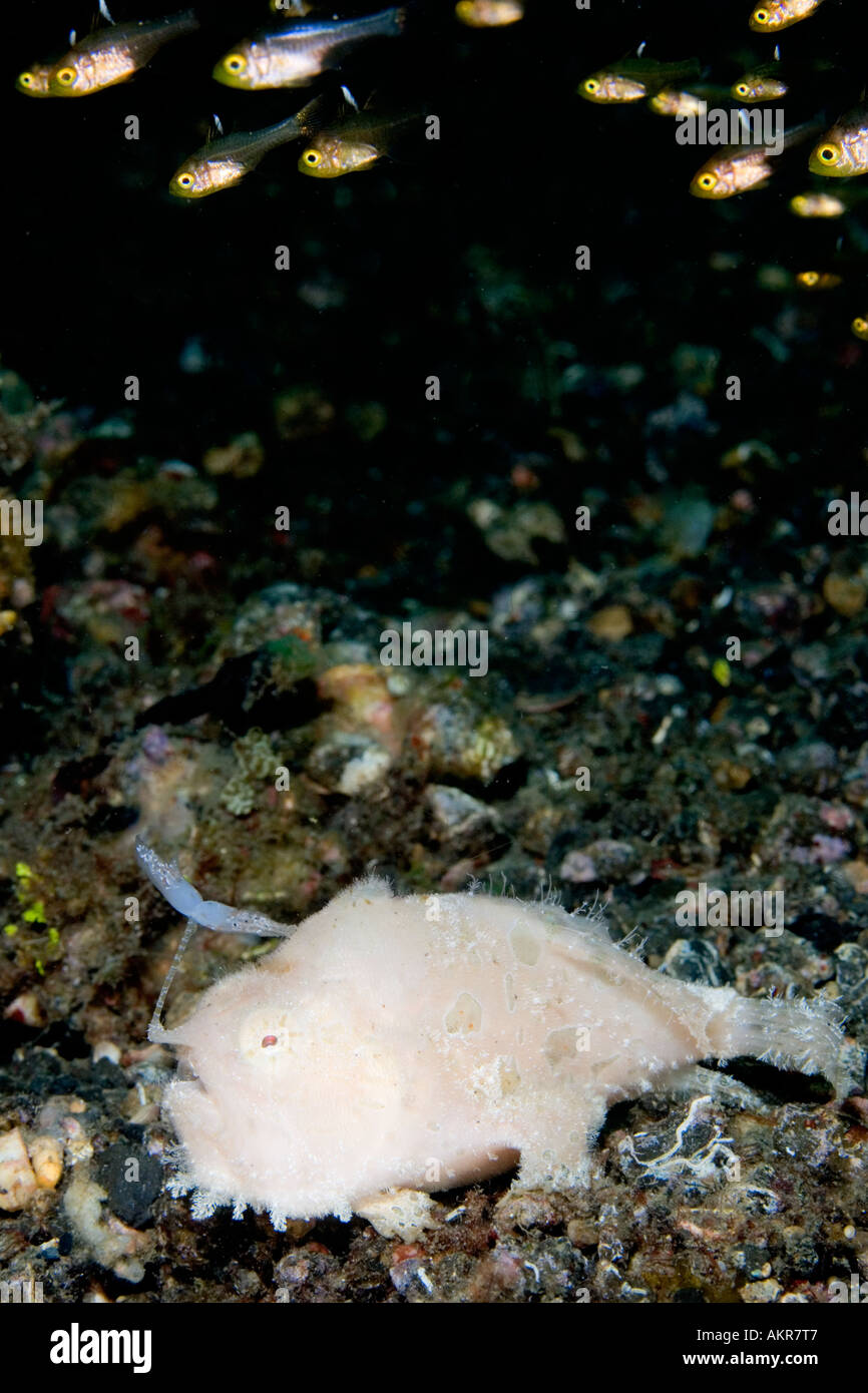 Striped anglerfish hi-res stock photography and images - Alamy