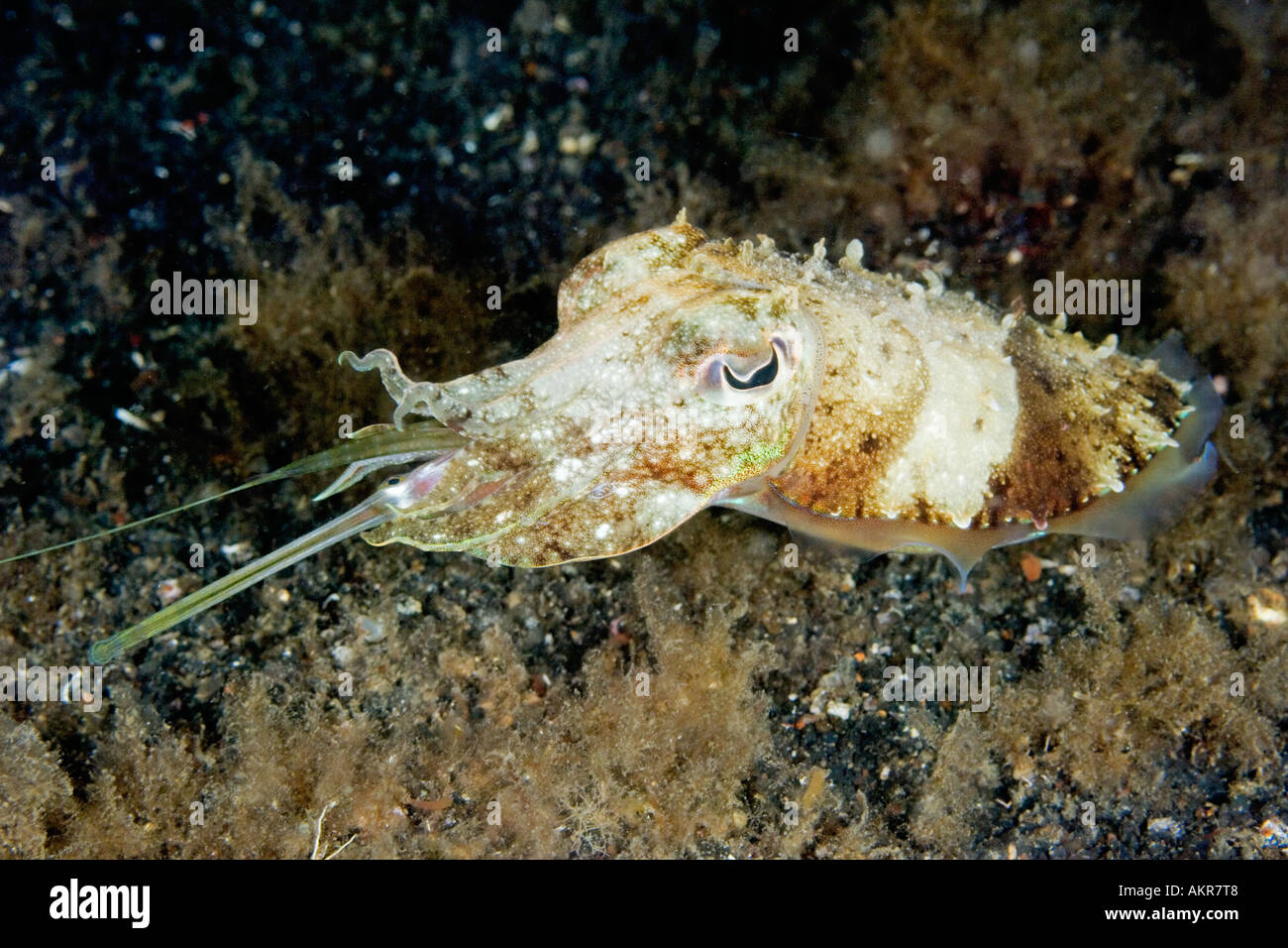 Cuttlefish Sepiidae sp eating a needlefish at Lembeh Straits Indonesia ...