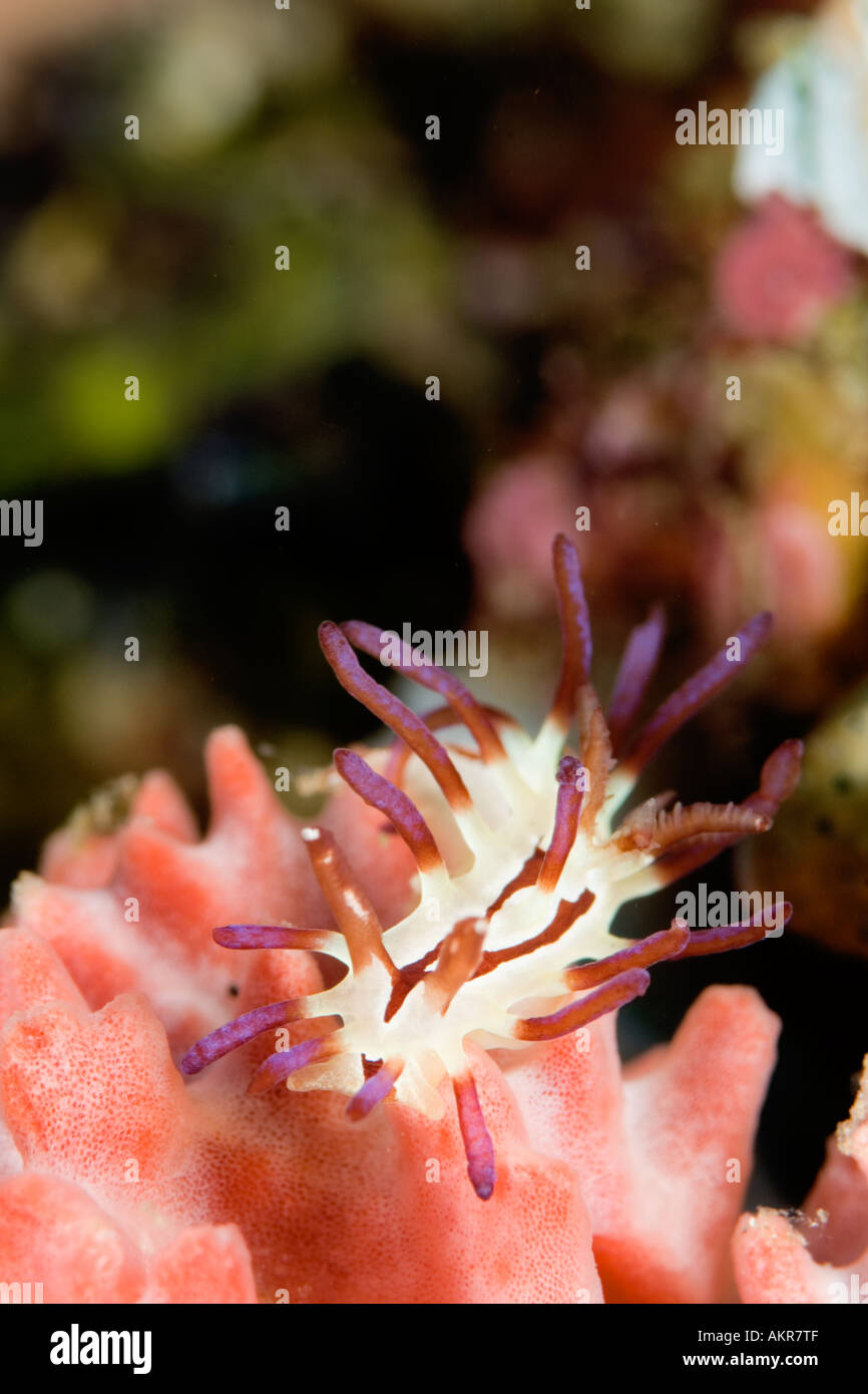 Nudibranchia scuba sea slugs hi-res stock photography and images - Alamy