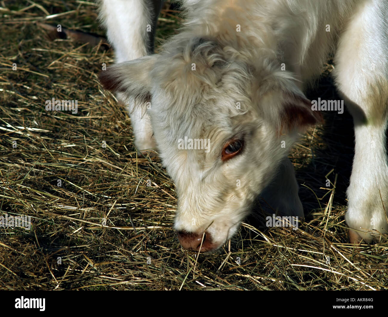 Calf white albino cow hi-res stock photography and images - Alamy