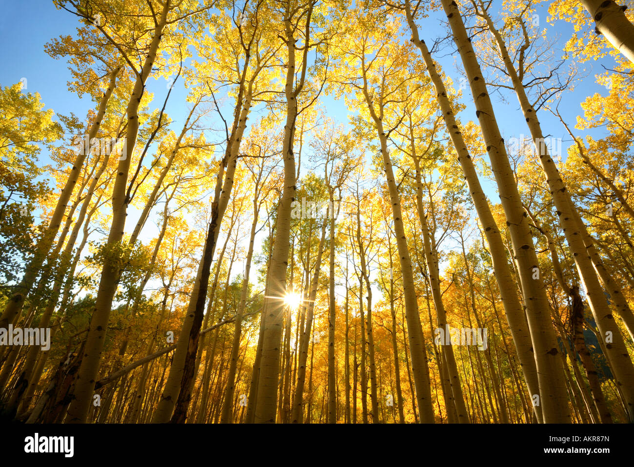 Brilliant evening sun through a stand of aspen in full autumn color ...