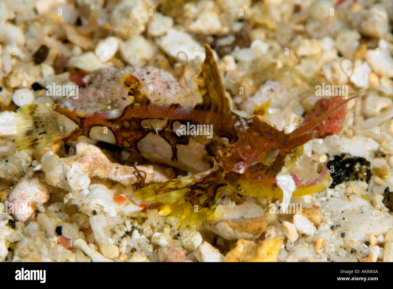 Juvenile Weedy scorpionfish Rhinopias frondosa at Lembeh Straits ...