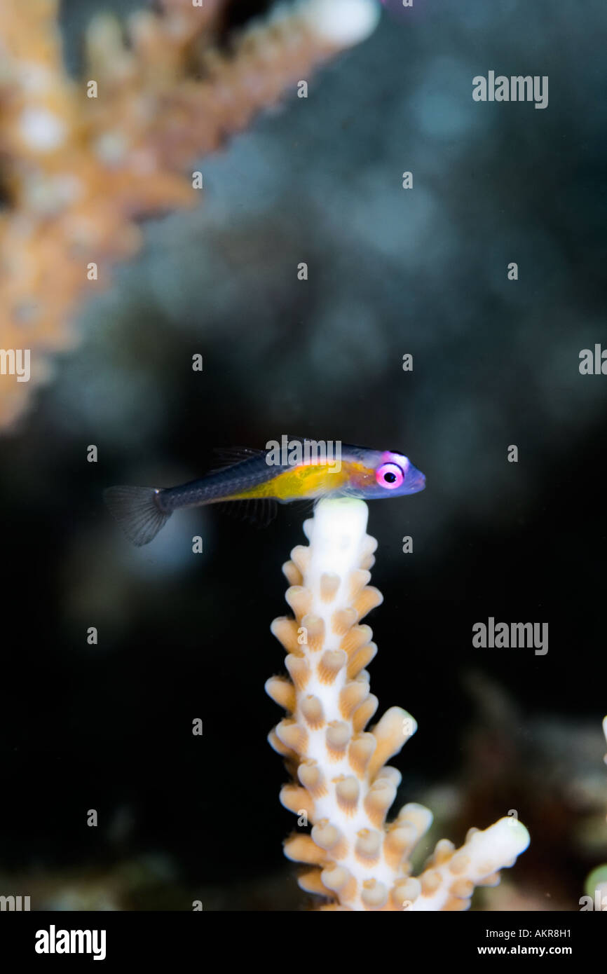 Redeye gobies hi-res stock photography and images - Alamy