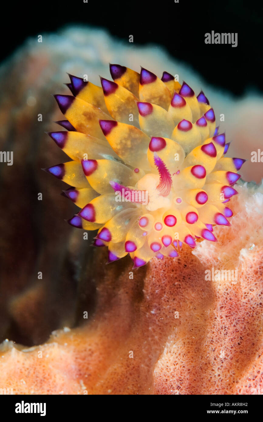 Nudibranchia scuba sea sea slugs hi-res stock photography and images ...