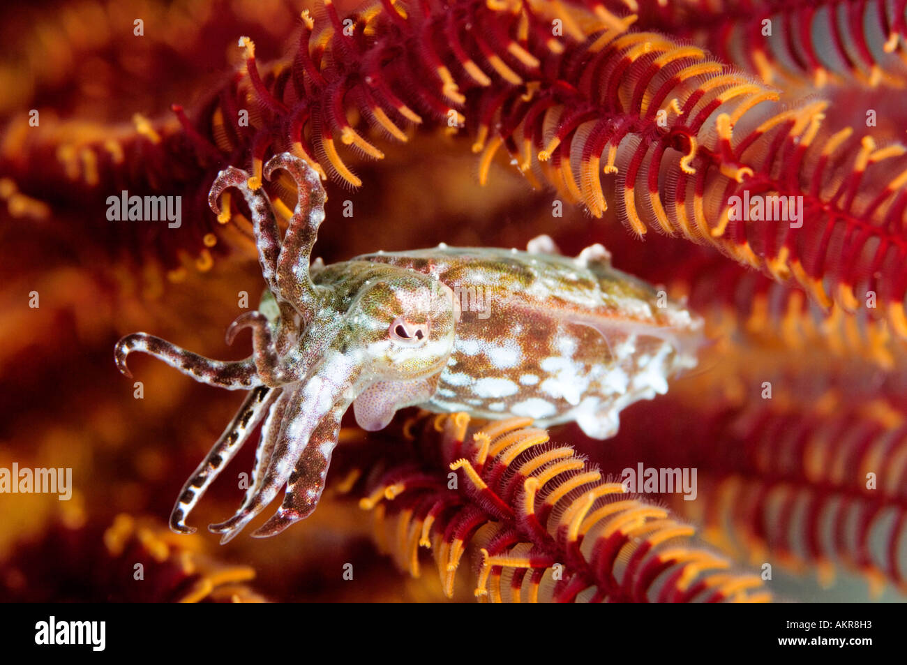 Juvenile cuttlefish hi-res stock photography and images - Alamy