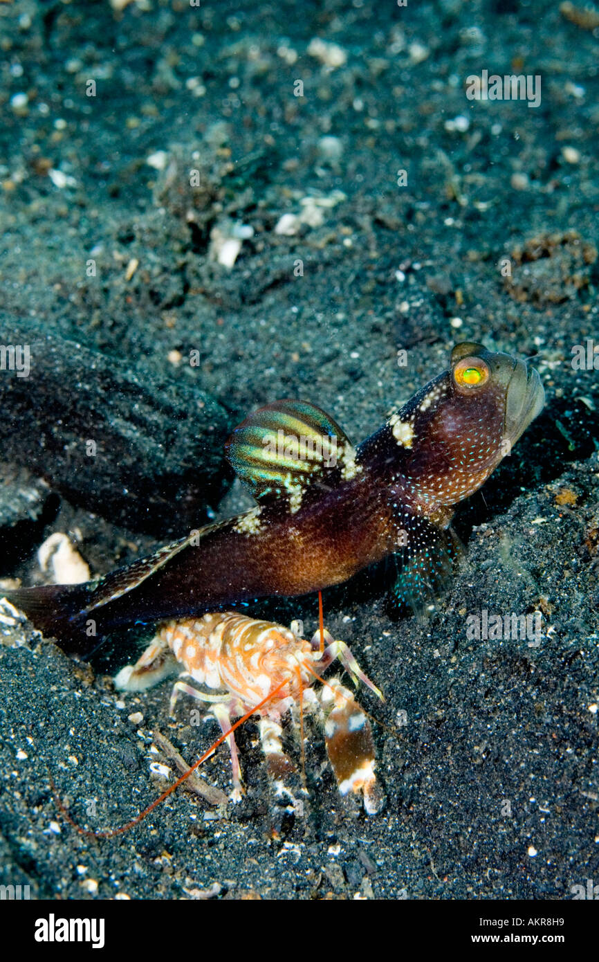 Goby Fish And Shrimp Symbiotic Relationship