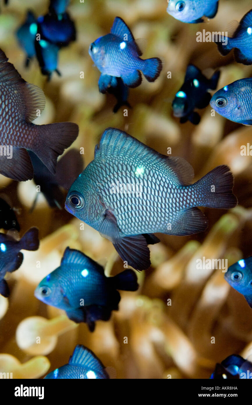 Juvenile three spot dascyllus hi-res stock photography and images - Alamy