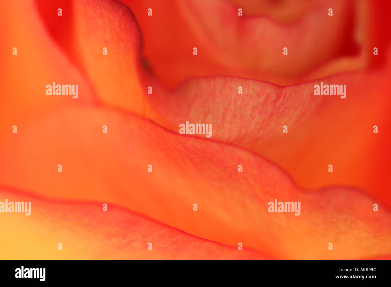 Pink and red rose flower petal Close up Stock Photo - Alamy
