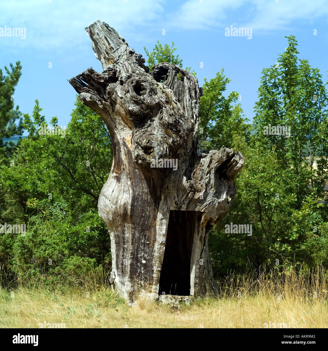 Dead tree trunk with a door shaped cut out hi-res stock photography and ...