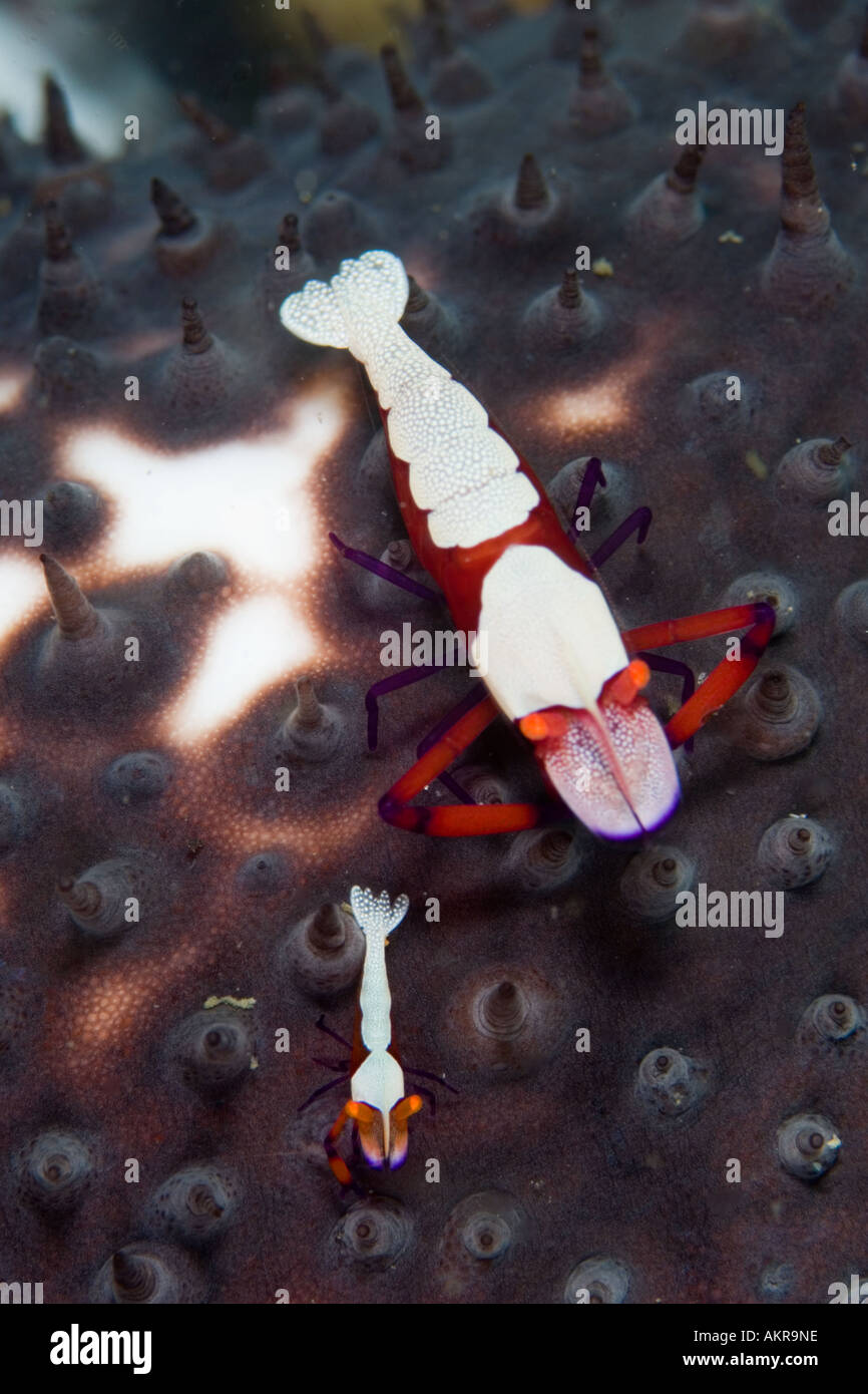 Periclimenes imperator shrimp in Lembeh Straits Indonesia Stock Photo ...