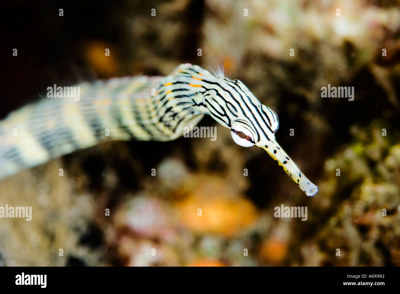 Banded messmate pipefish hi-res stock photography and images - Alamy