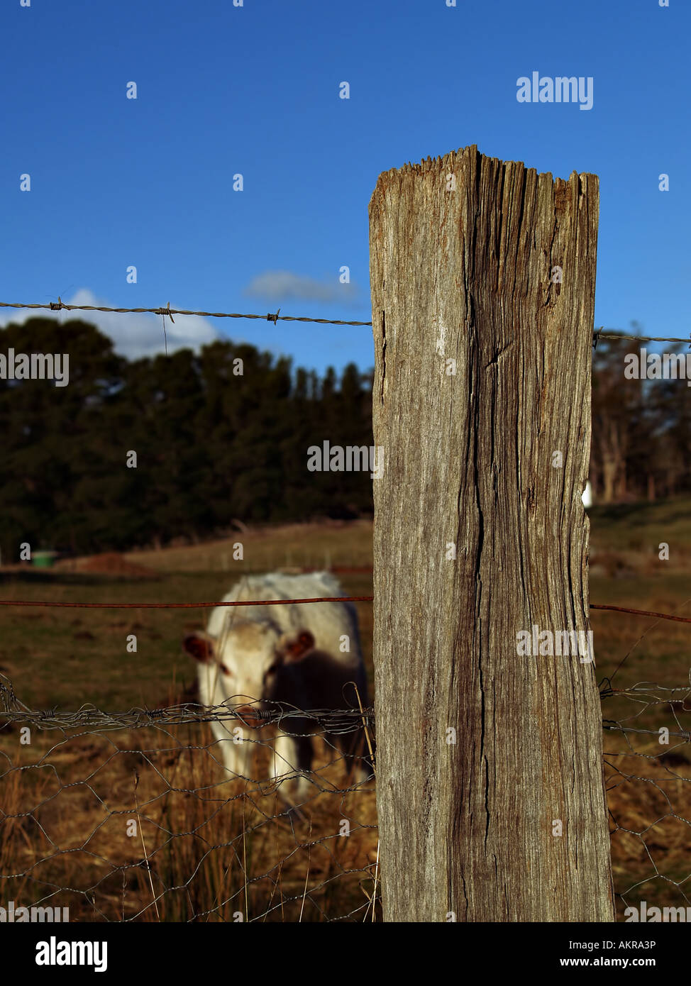Cow Farm Fence Stock Photo - Alamy