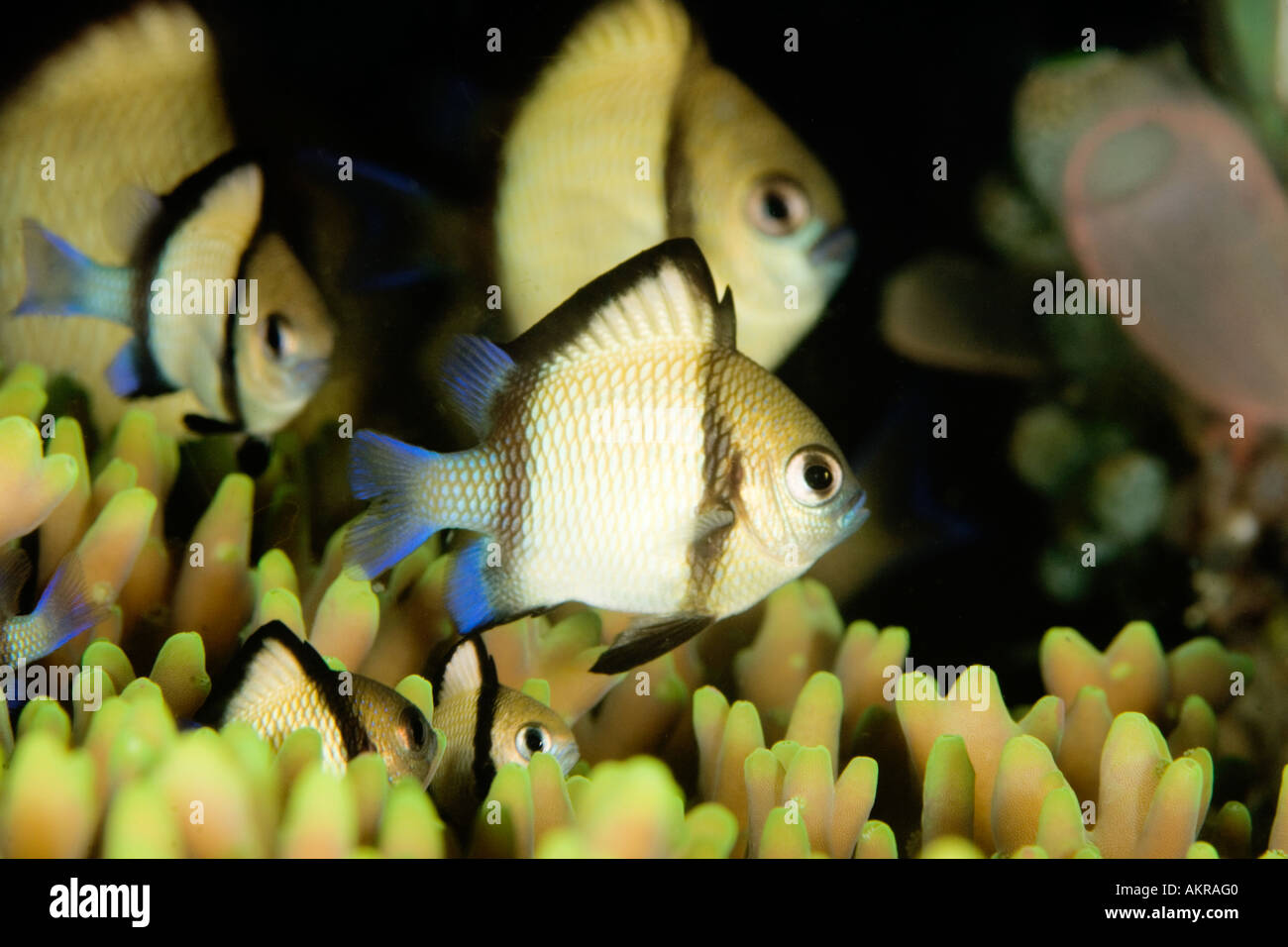 Reticulated Dascyllus reticulatus at Lembeh Straits Indonesia Stock ...