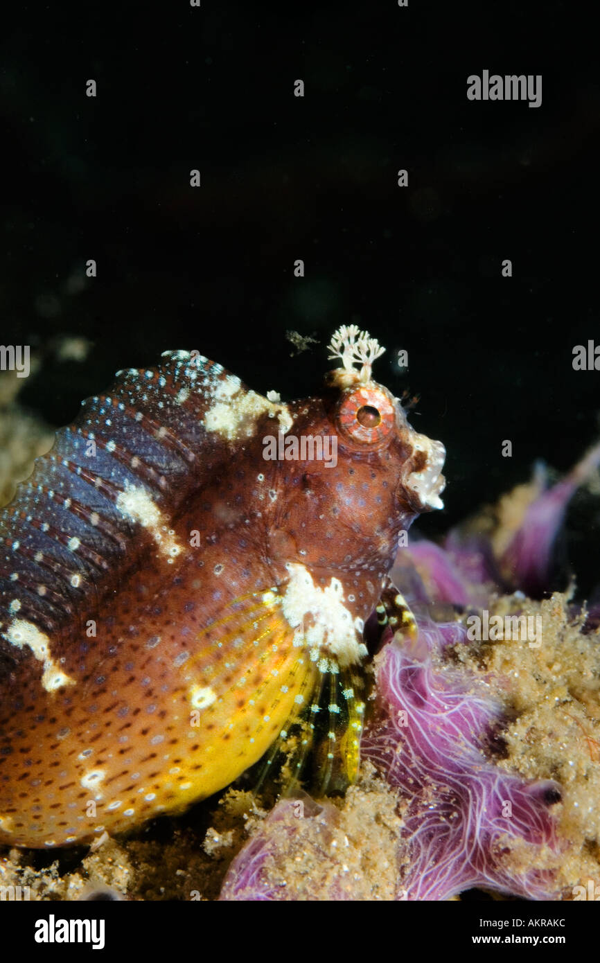 Starry Blenny