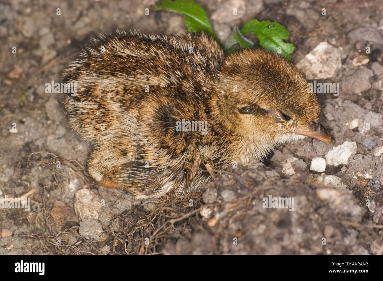 Partridge chicks hi-res stock photography and images - Alamy