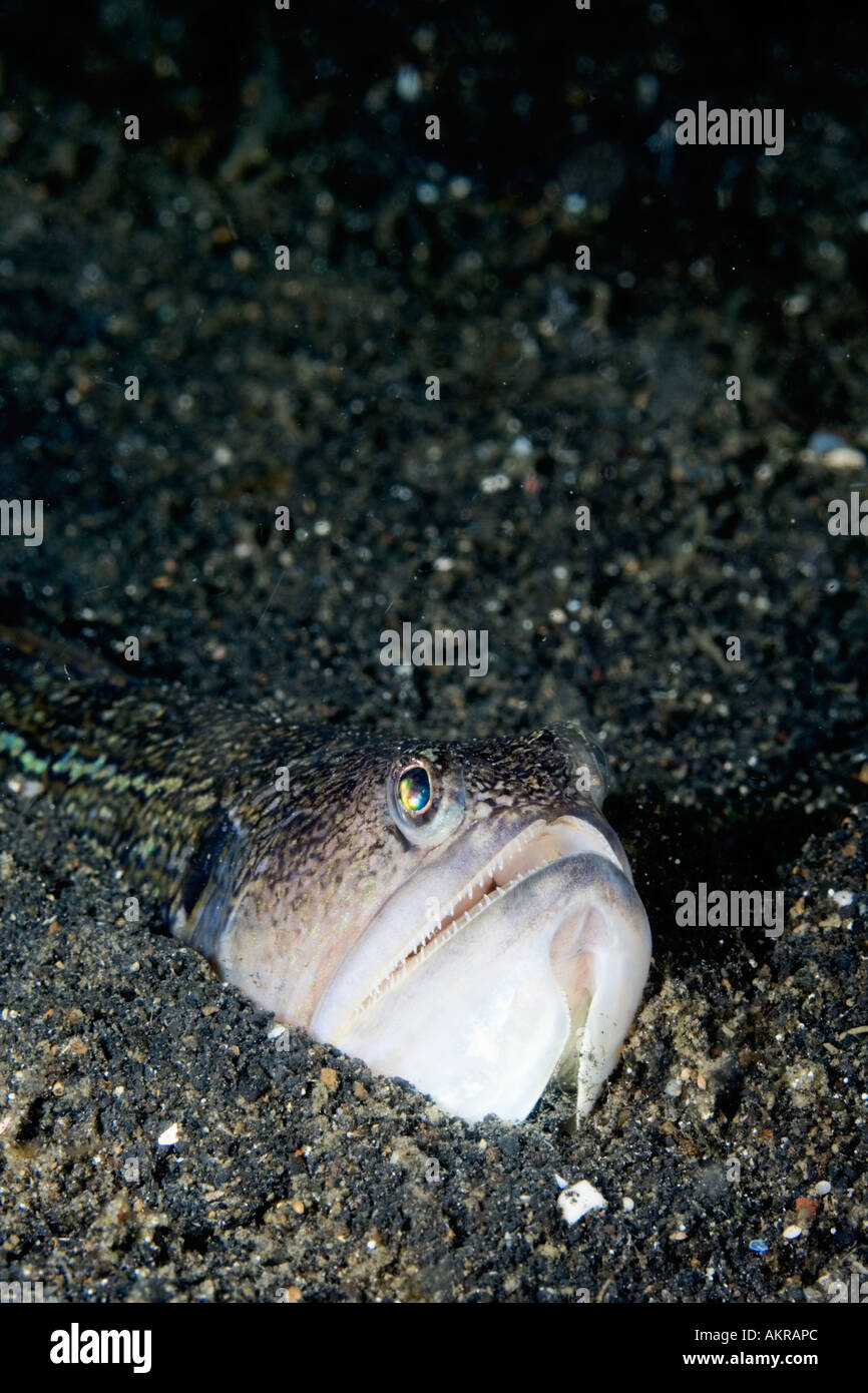 Snakefish Trachinocephalus myops at Lembeh Straits Indonesia Stock ...