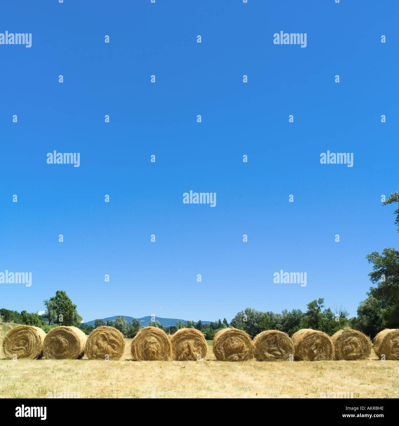 Row of wheat straw bales in field, countryside, blue sky, Sault valley ...